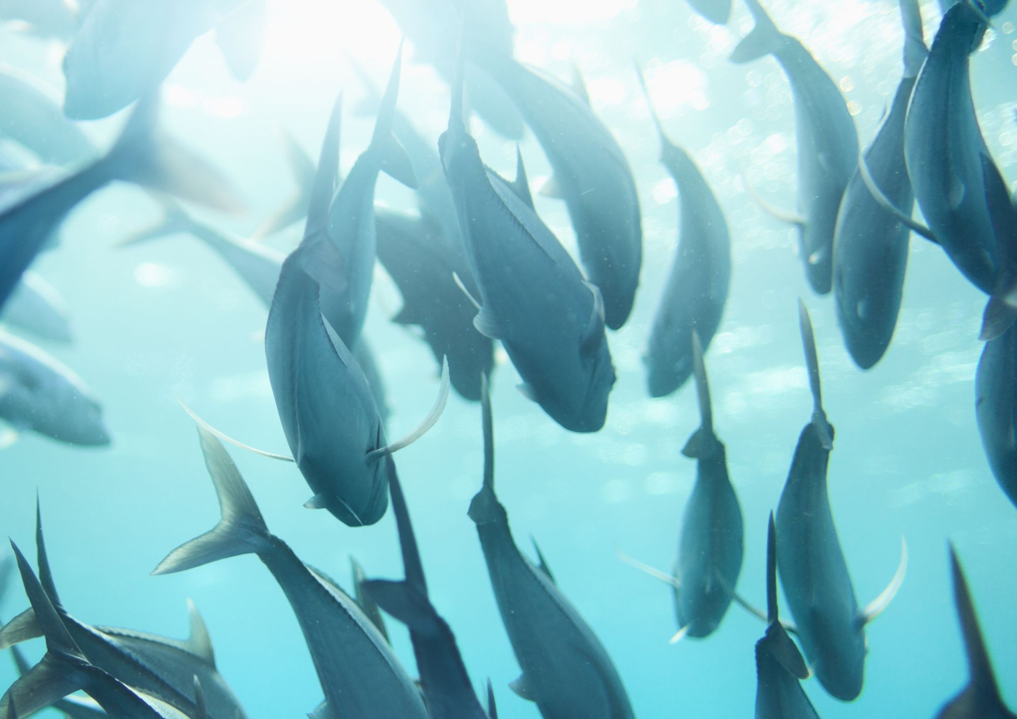 Tuna Fishing in Gran Canaria: An Unforgettable Experience for Every ...