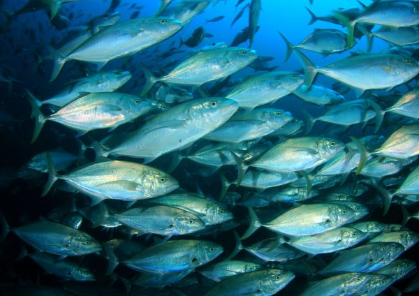 Tuna Fishing in Gran Canaria: An Unforgettable Experience for Every ...