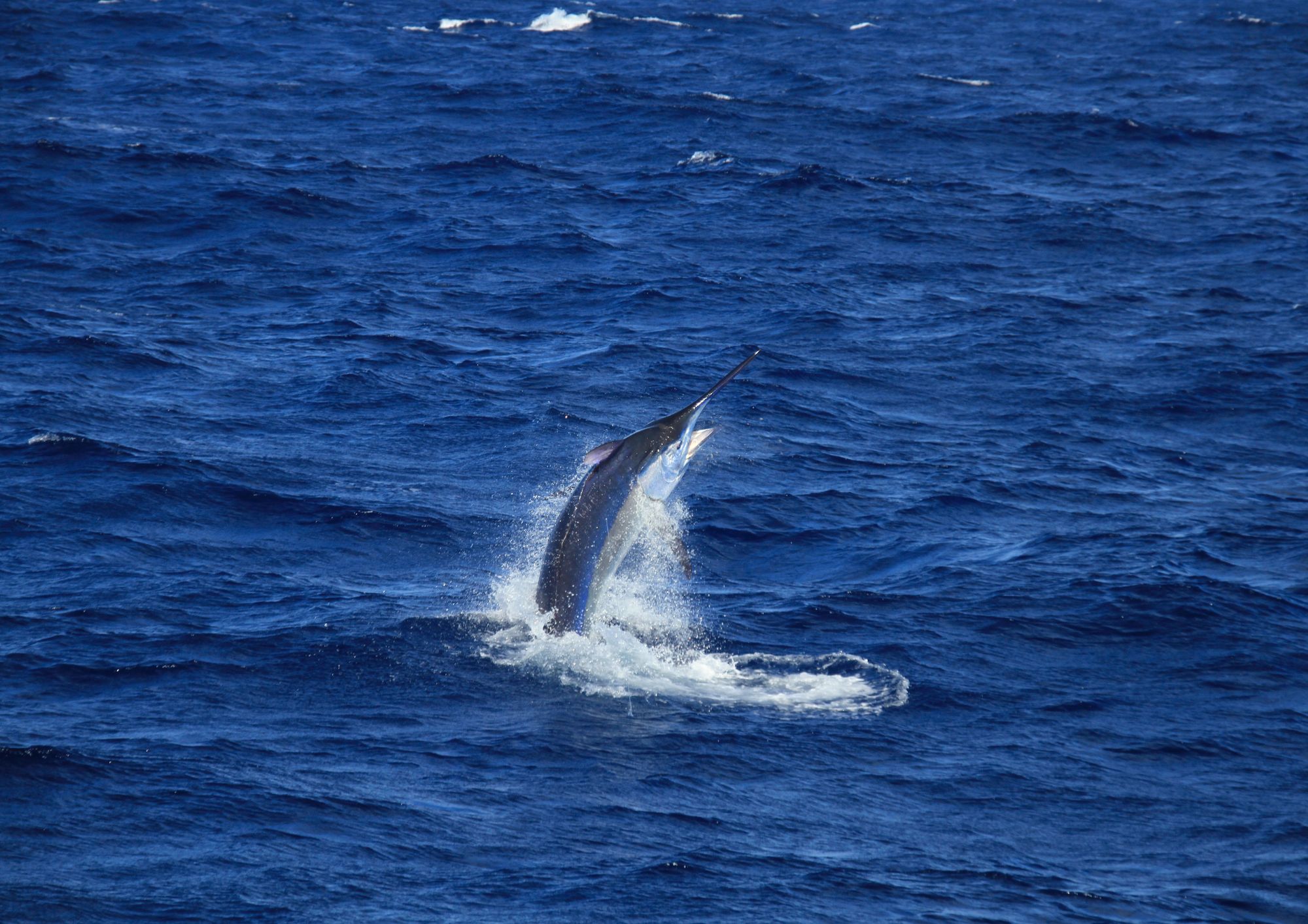 Blue Marlin Fish in Gran Canaria: The Ultimate Catch for Trophy Hunters ...