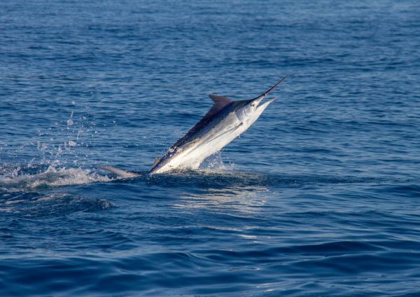 Discover the Thrill of Catching a Blue Marlin Fish - Fish On!
